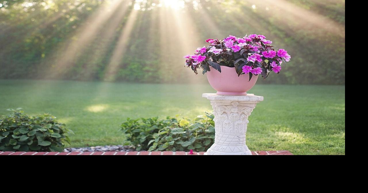 Gardening in a Heat Wave: These Tasks Could Harm Your Plants If the ...