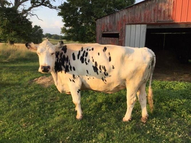 A Cow Sanctuary With a Mission to Help Farmers and Improve Livestock ...