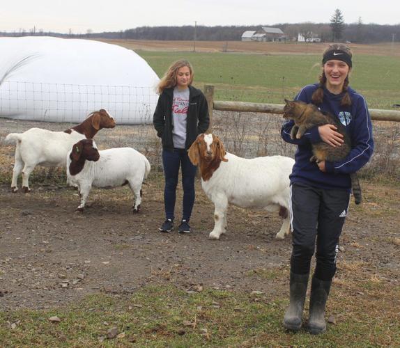 Collaboratively, Heltzels Prepare Boers for Farm Show | Farm and Rural ...