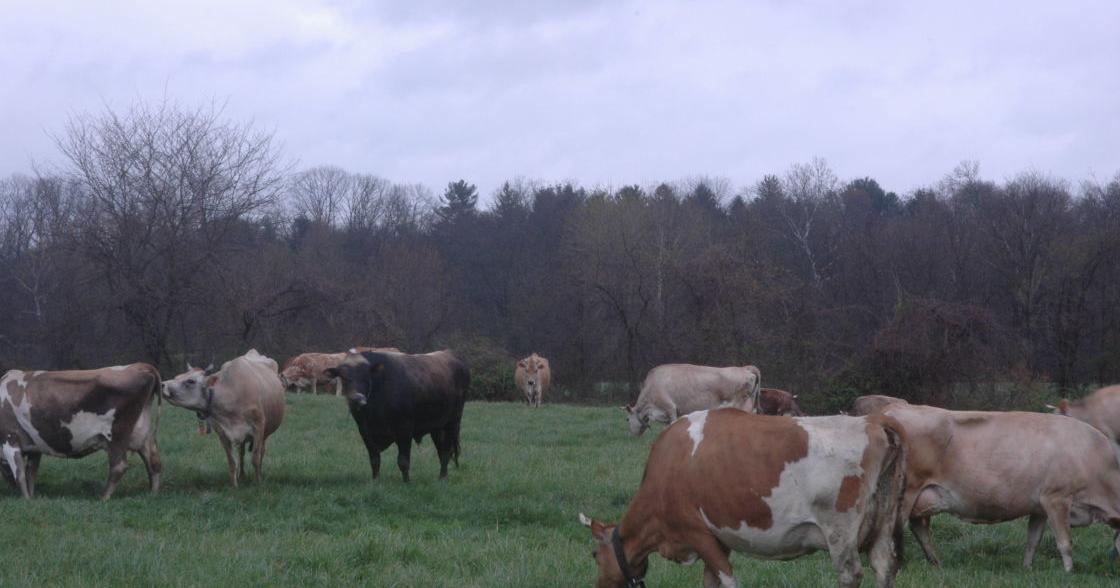 Nutritional Imbalances from Lush Spring Pasture | Livestock News ...