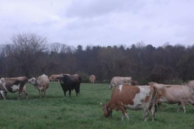 Nutritional Imbalances from Lush Spring Pasture | Livestock News ...