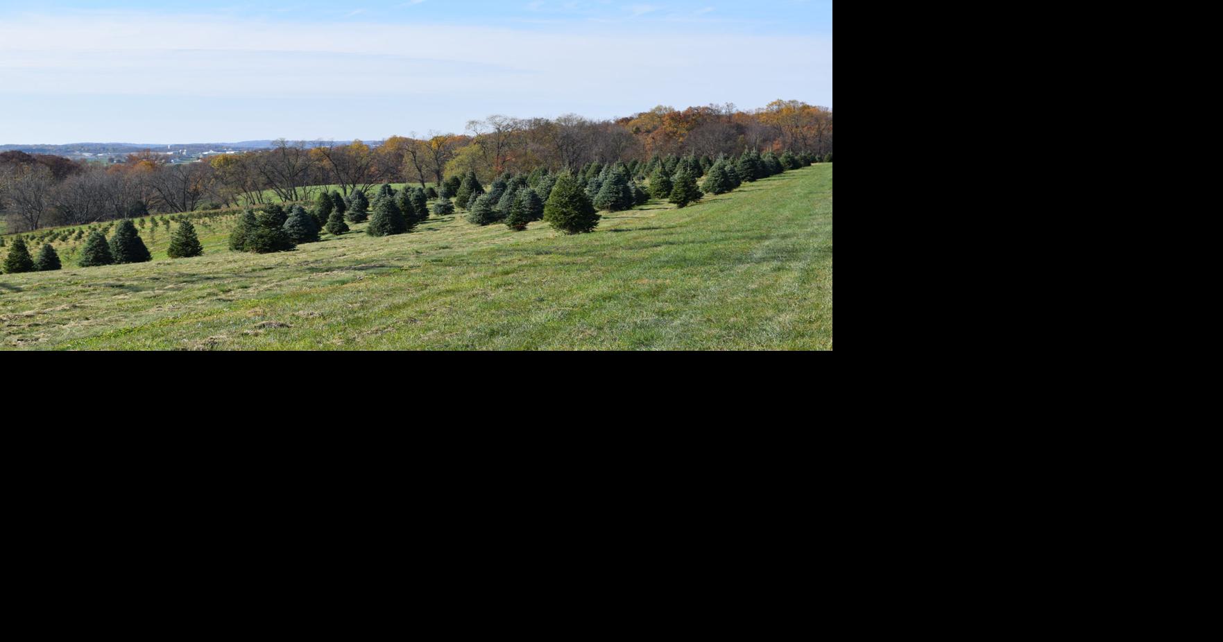 Christmas-Trees-3.jpg | | lancasterfarming.com