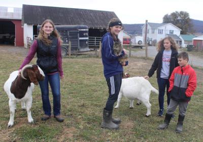 Collaboratively, Heltzels Prepare Boers for Farm Show | Farm and Rural ...