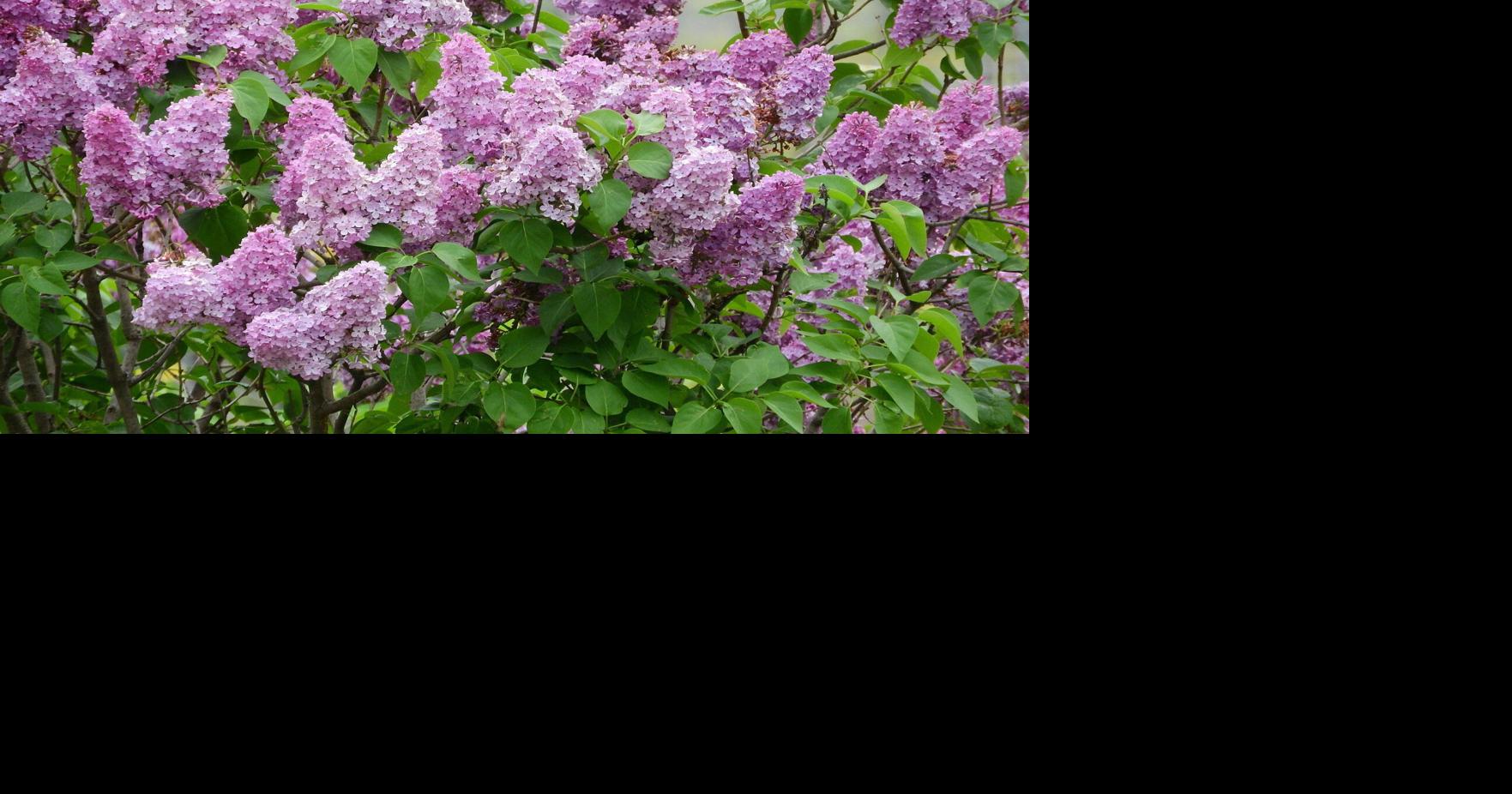 How to Prune Spring-Blooming Shrubs to Encourage New Growth | Gardening ...