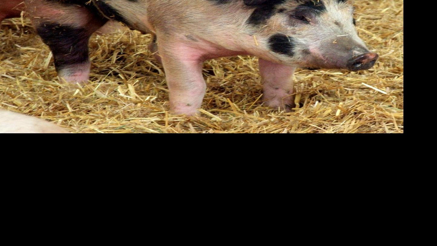 Market Reports | lancasterfarming.com