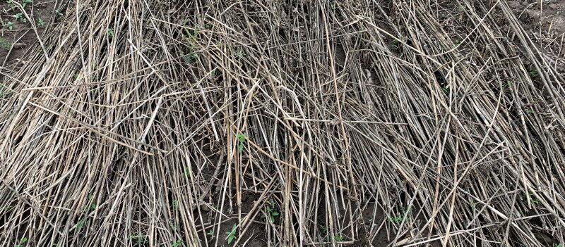 Retting Hemp Fiber From the Stalk | Farming and Agricultural News ...