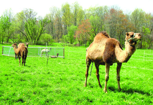 Getting Over the Hump | Farming and Agricultural News ...