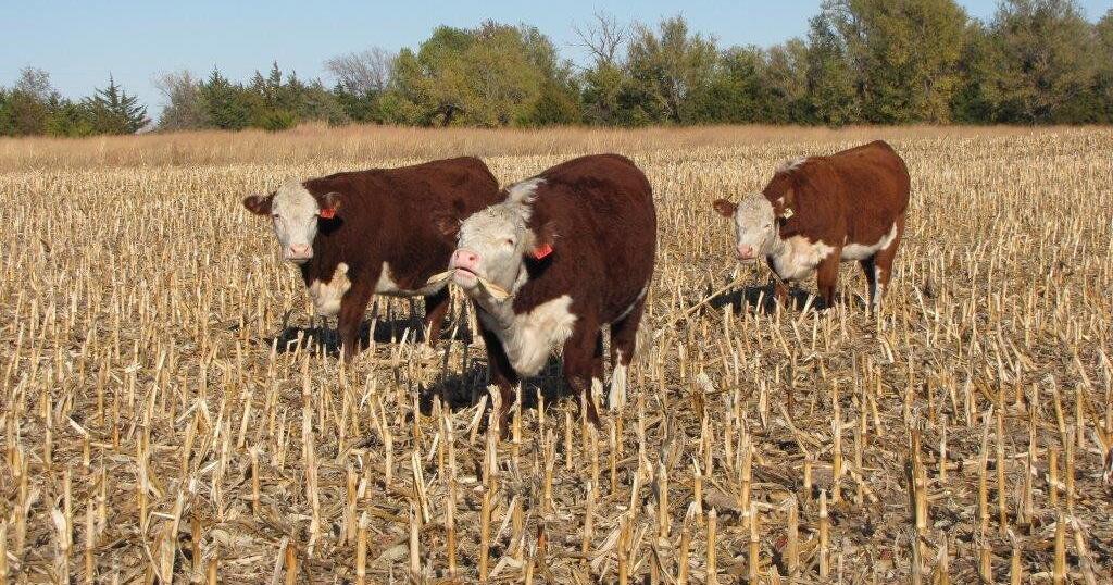 Cattle Welfare Checklist for the Fall: Get Your Herd in Great Shape for ...