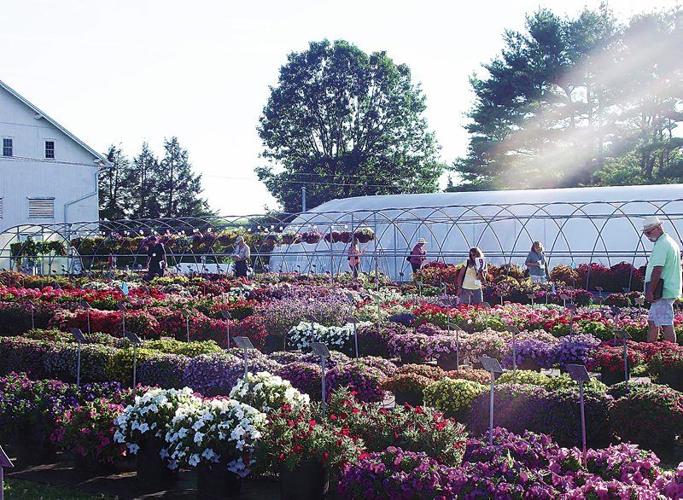 Thrillers, Spillers and Fillers: Penn State Flower Trials Test the Best ...