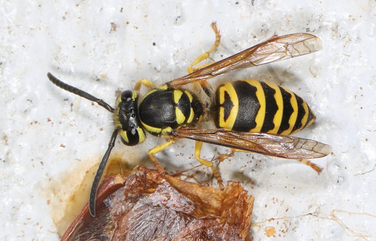Bee or Not a Bee? How to Identify Bees from Lookalike Imposters ...