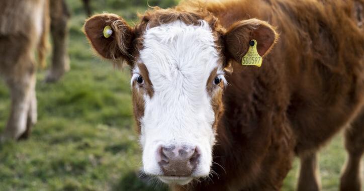 Manure Management Short Form Available in Pennsylvania | Conservation ...