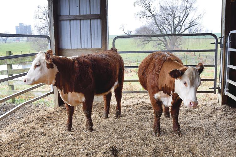 Hereford Breeder Preparing for Pennsylvania Farm Show | Farm Shows ...