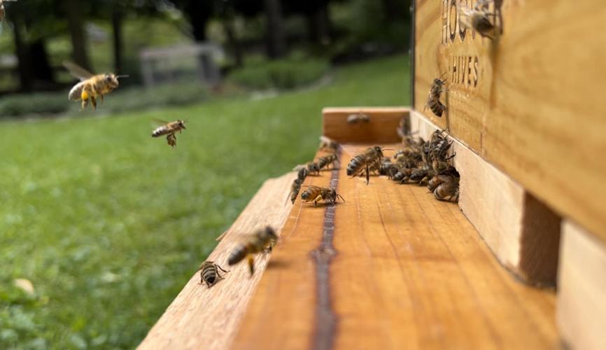Starting Your Own Hive? Resources for First Time Beekeepers | Livestock ...