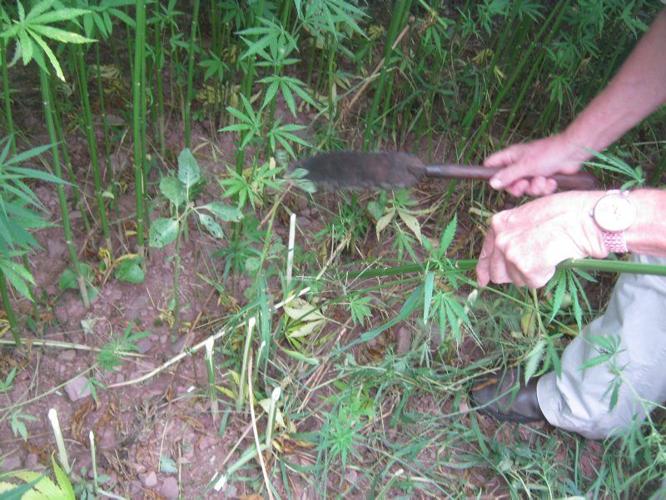 Processing Hemp Fiber the 18th Century Way | Podcasts & Audio ...