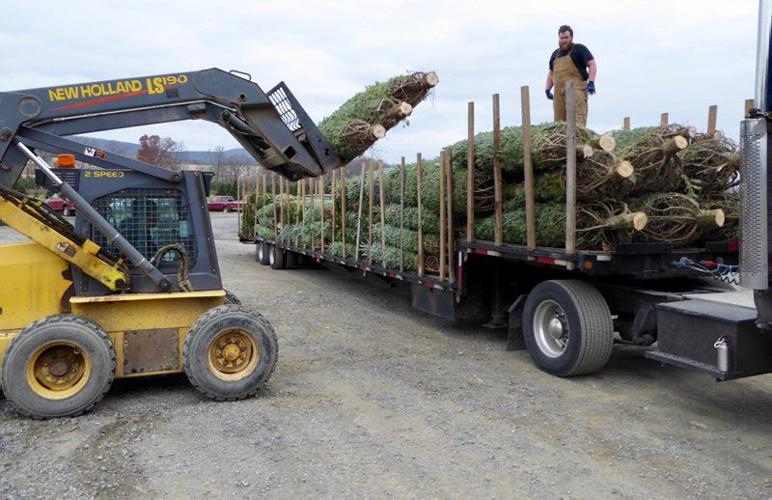 Finding the Perfect Vocation, and the Perfect Tree | Farm and Rural ...
