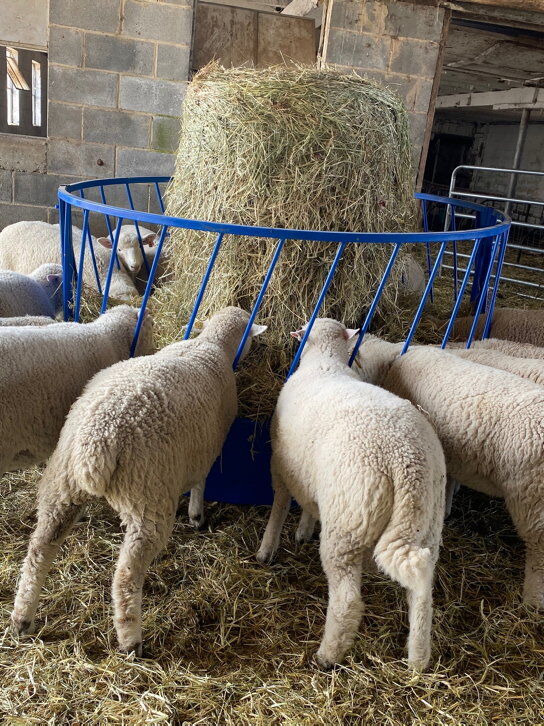 Test Forages To Ensure Sheep or Goat Performance | Livestock News ...