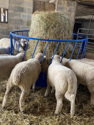 Test Forages To Ensure Sheep or Goat Performance | Livestock News ...