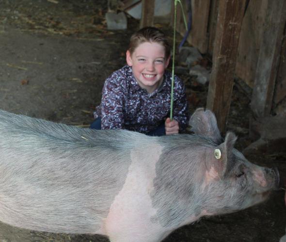 Cummins Family Trains Pigs for the Farm Show | Farm Shows, County Fairs ...