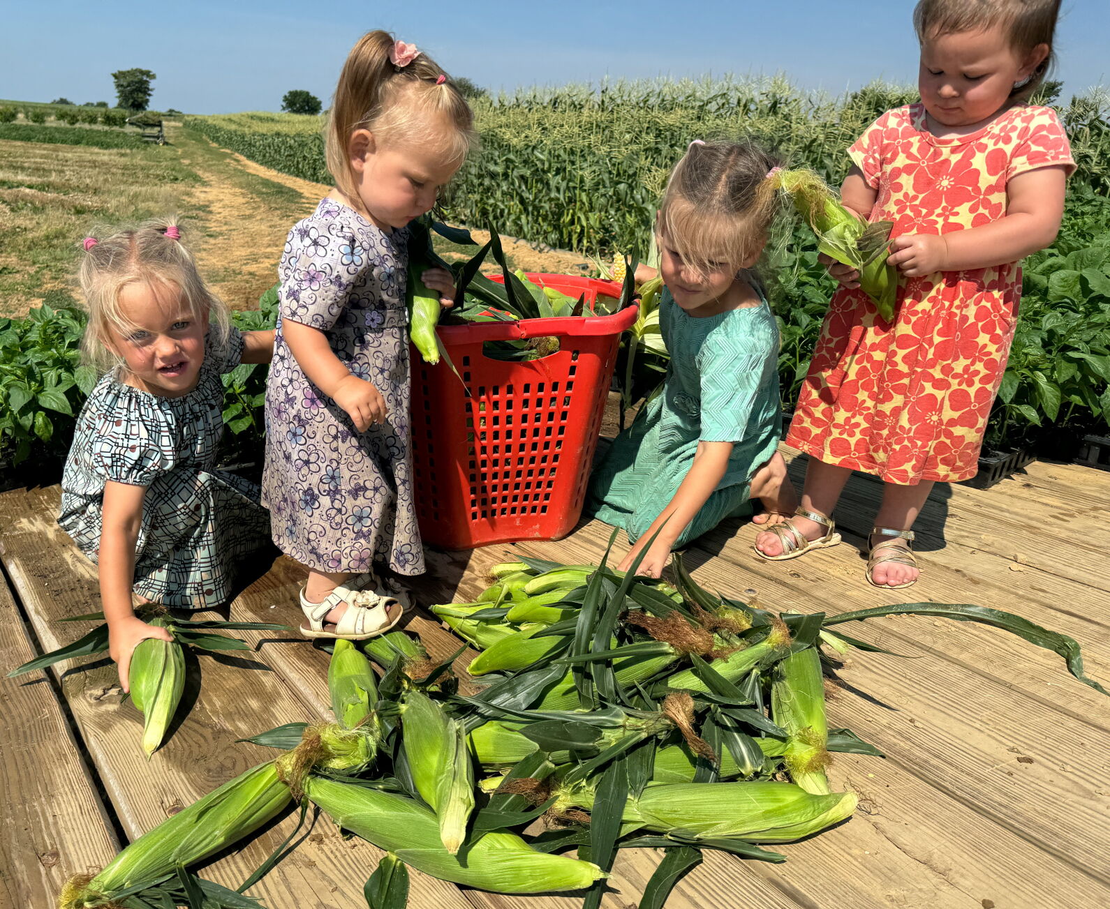 Sweet Corn Arriving Early This Year Thanks to Ideal Weather | Field ...