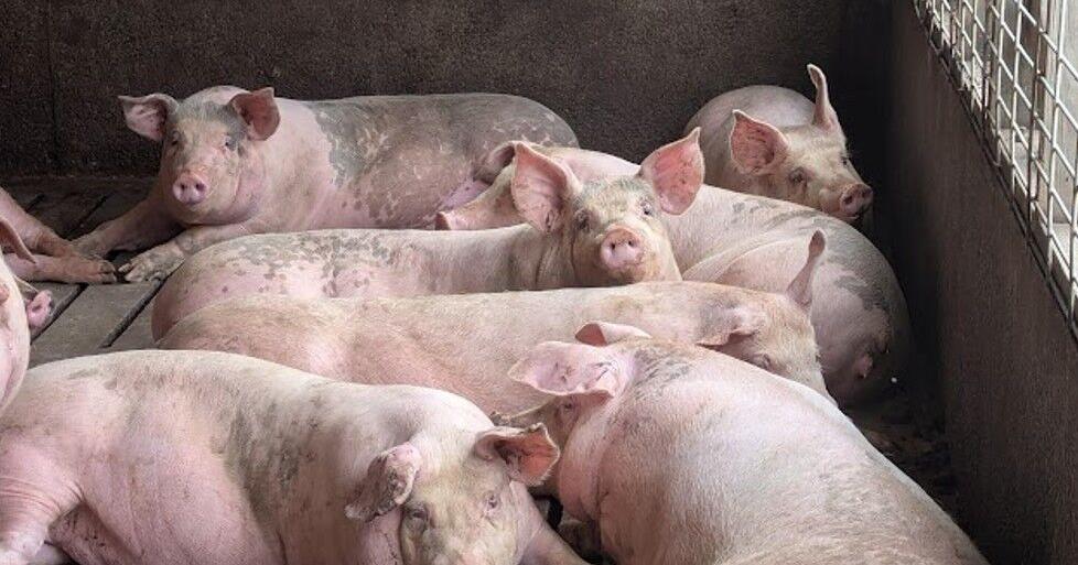 Considering Environmental Quality and Pig Performance | Livestock News ...