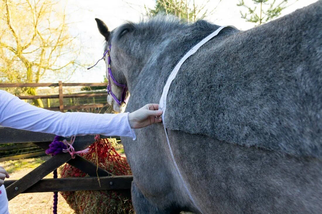 Calculating Your Horse's Weight and Body Condition Score | Horse News ...