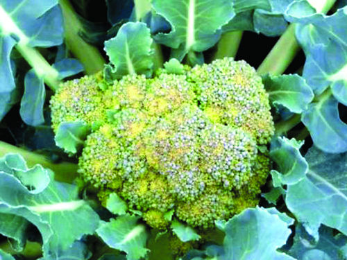 A New Breed of Broccoli | | lancasterfarming.com