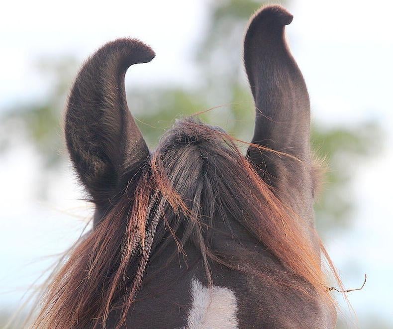 horses ears