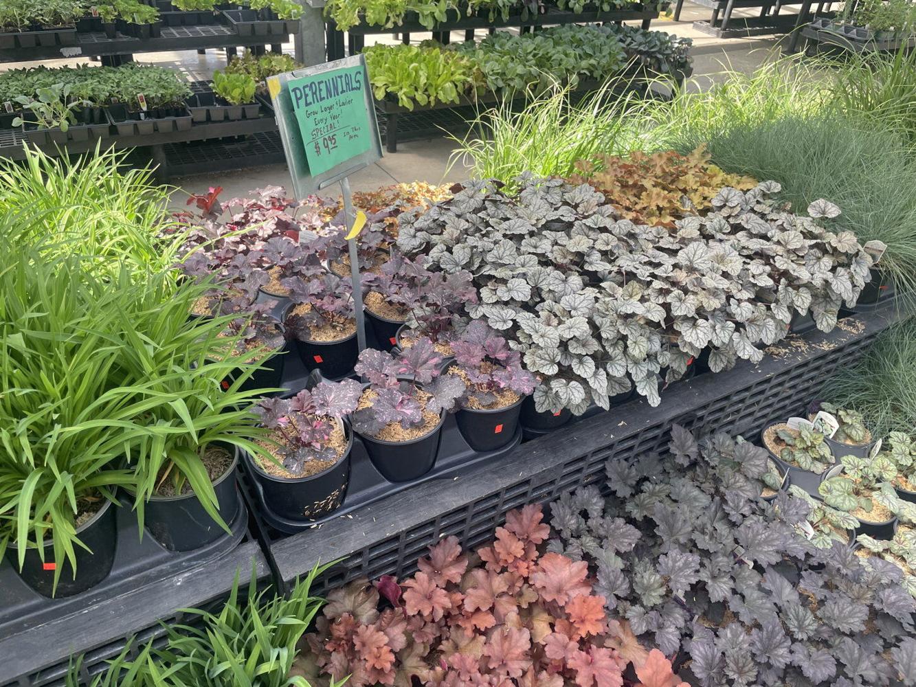 Lancaster Produce and Flower Grower Takes Over Lehigh Greenhouse ...