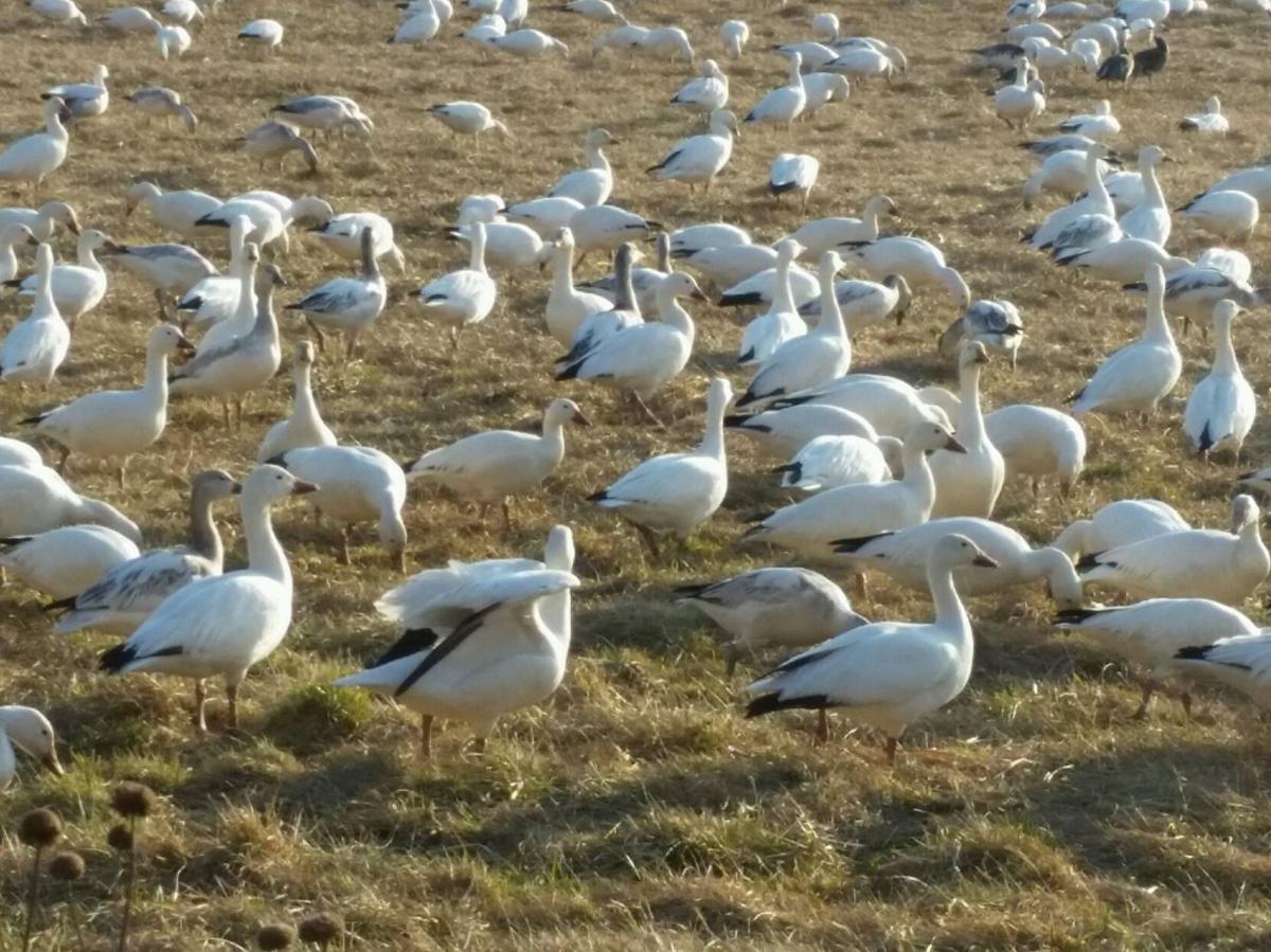 Hundreds of Snow Geese Succumb to Influenza in Pennsylvania | Outdoor ...
