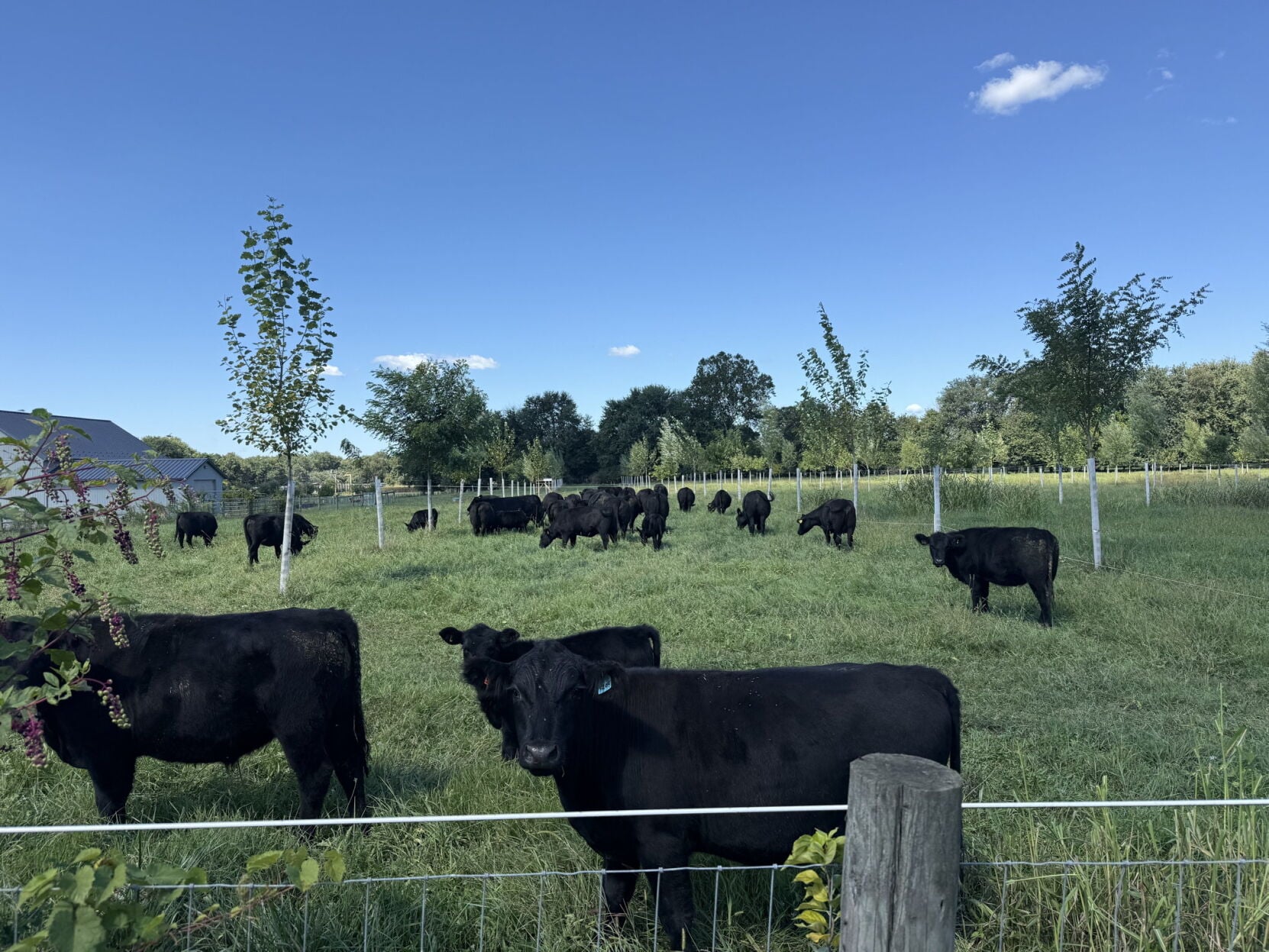 Repairing Damaged Pastures Is a Long-Term Fix Worth the Investment ...