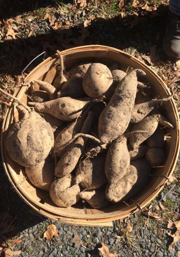 Farm Couple Bring Back an Eastern Shore Staple | | lancasterfarming.com