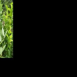 Weather Weighs on Blueberries Across Region | Fruit and Vegetable ...