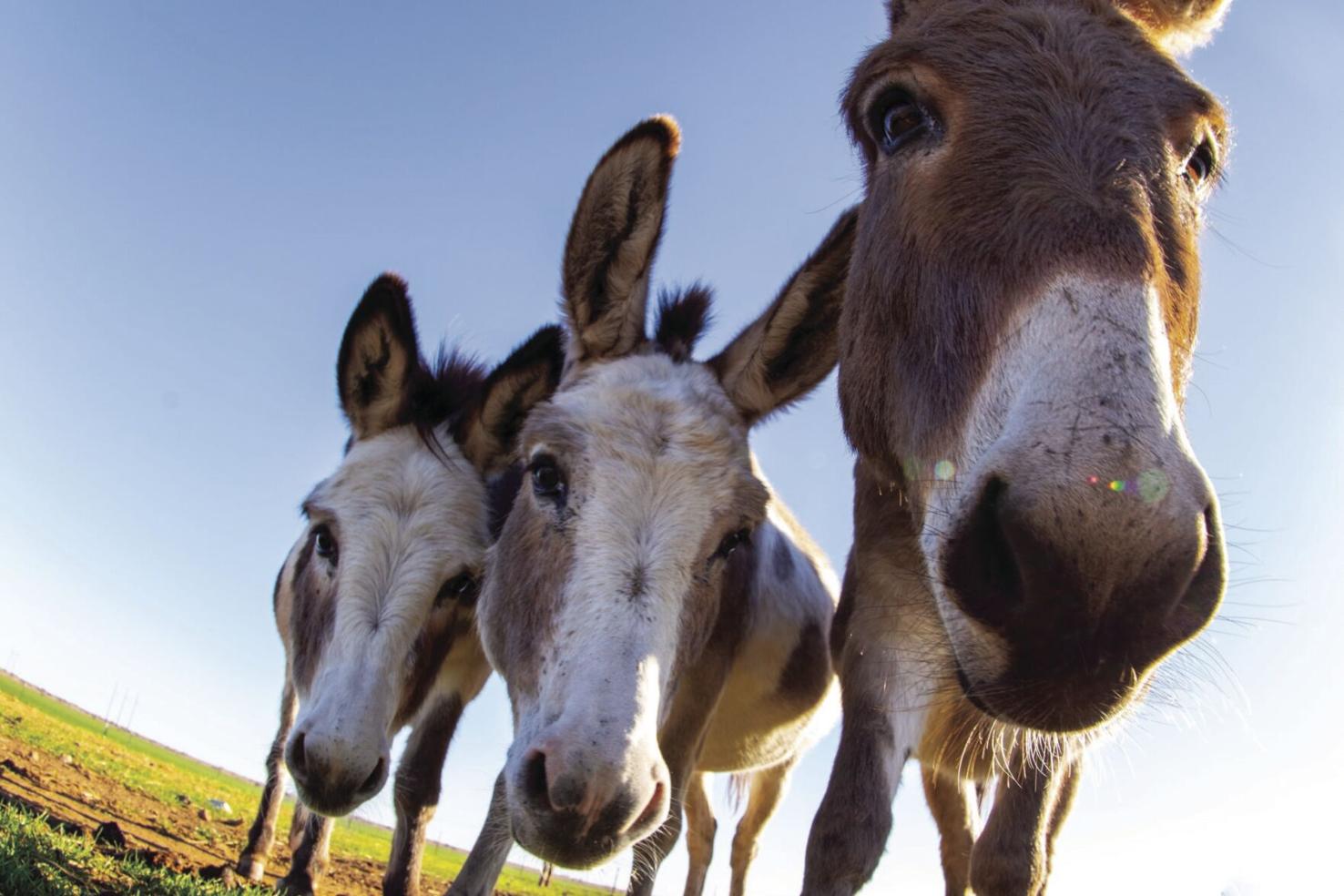 Rescue Me: The Donkeys of Peaceful Valley Are Ready for New Homes ...
