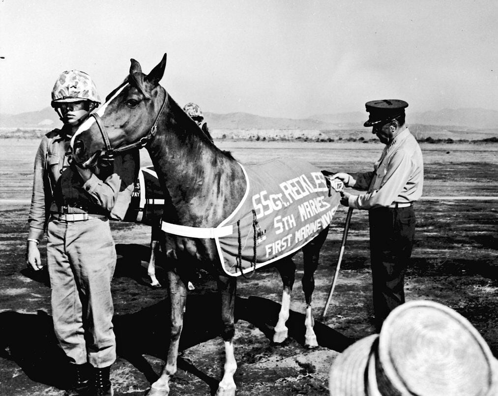 Sgt. Reckless: Meet the Horse That Became the Most Decorated Animal in ...