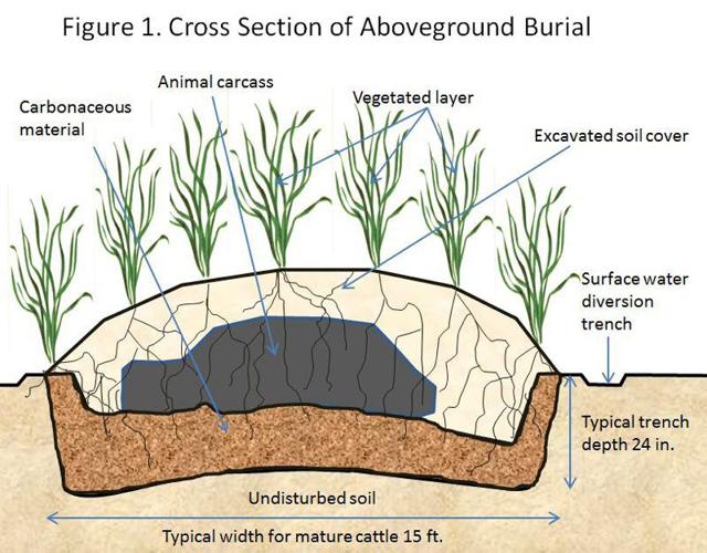 Aboveground Burial of Livestock Could Prove Better for Environment ...