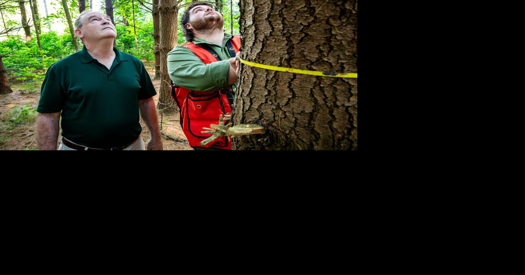 The Voluntary Carbon Market and What It Means to Family Forest Owners ...