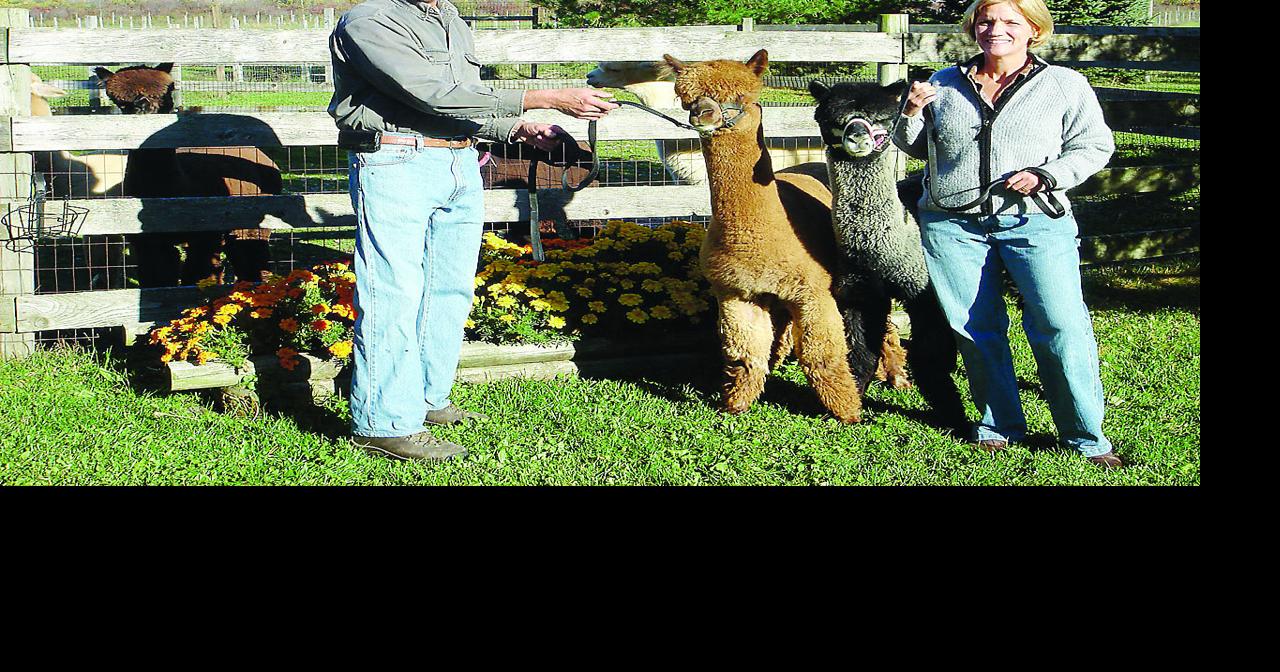 Alpacas a Perfect Fit for Couple’s Foray into Farming ...