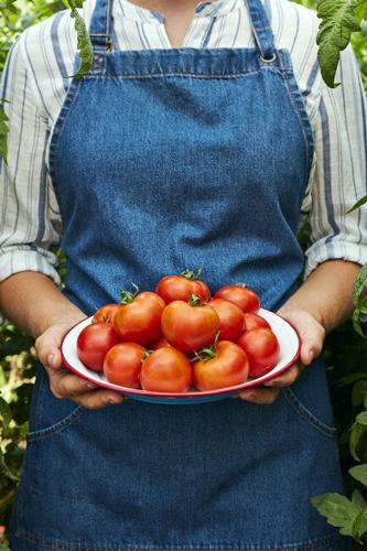 Fourth of July Tomatoes Put Produce On Your Plate Earlier | Seasonal ...