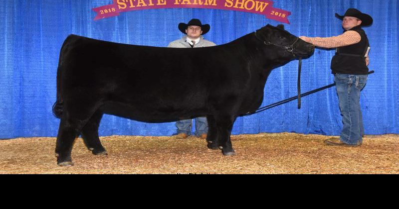 Angus Heifer & MaineTainer Bull Top Beef Show | Farm Shows, County ...