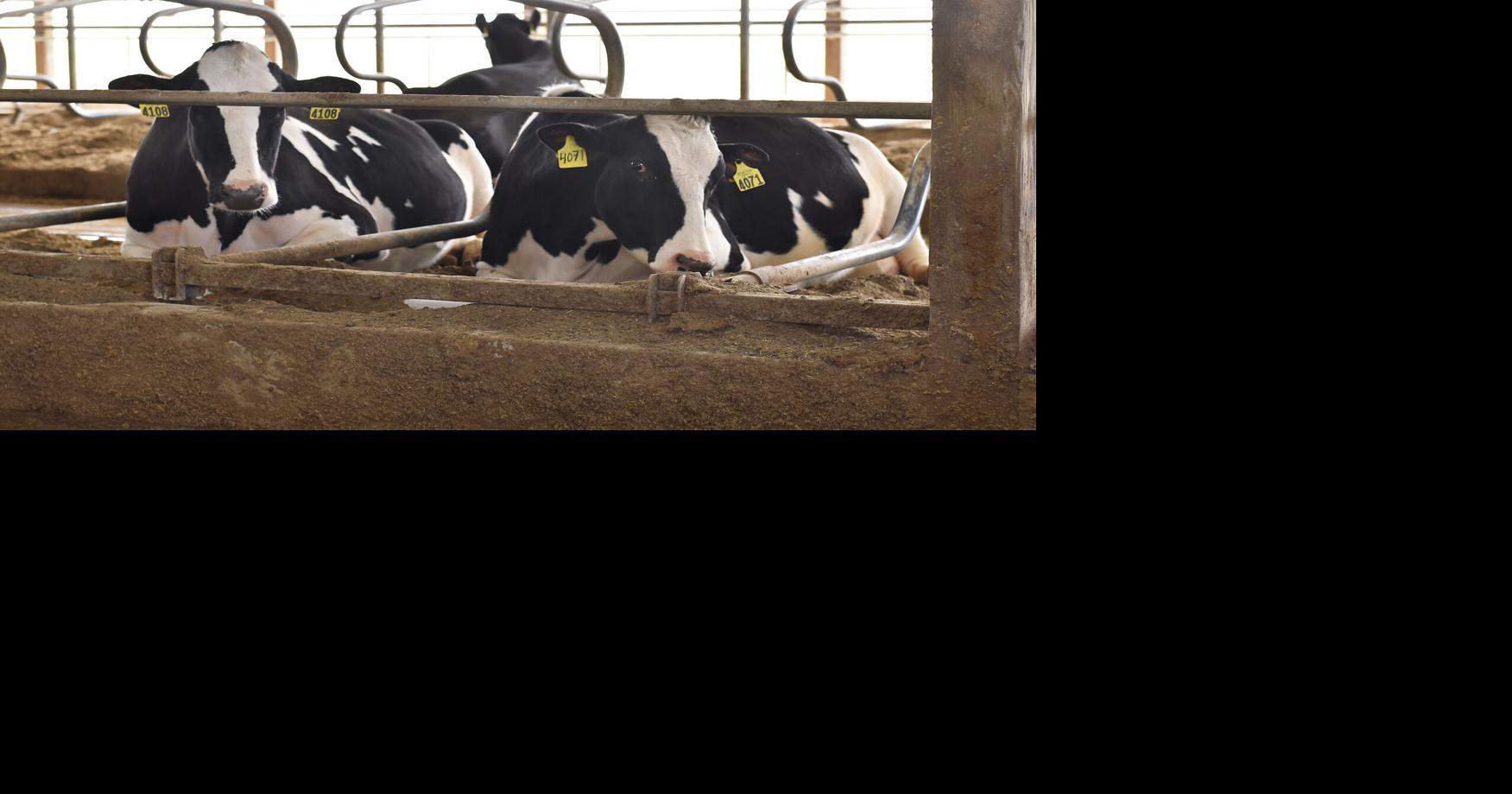 A Matter of Perspective, Part 1: Embracing Small Dairy Farms | Dairy ...