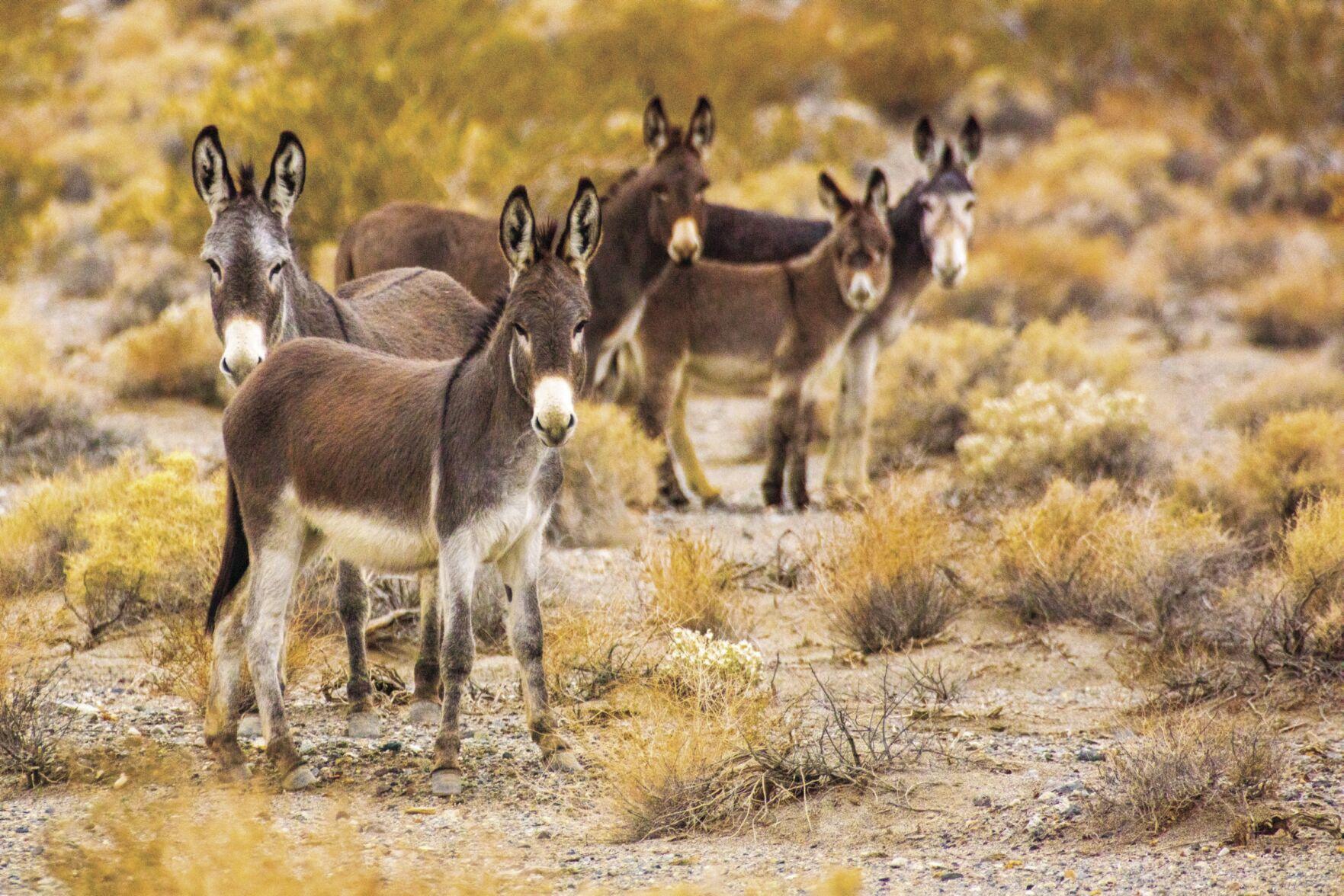 Rescue Me: The Donkeys of Peaceful Valley Are Ready for New Homes ...