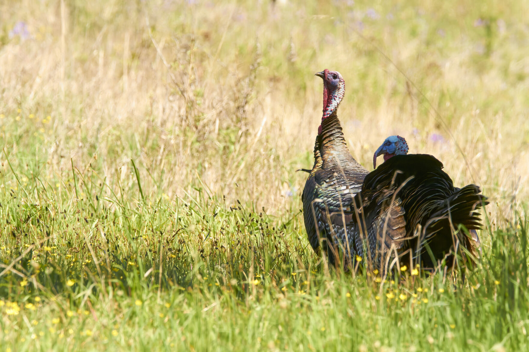 Children Under 7 Able to Receive Buck, Turkey Tags in Pennsylvania ...