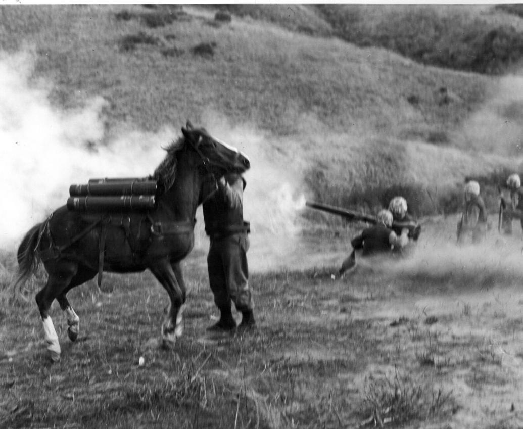 Sgt. Reckless: Meet the Horse That Became the Most Decorated Animal in ...