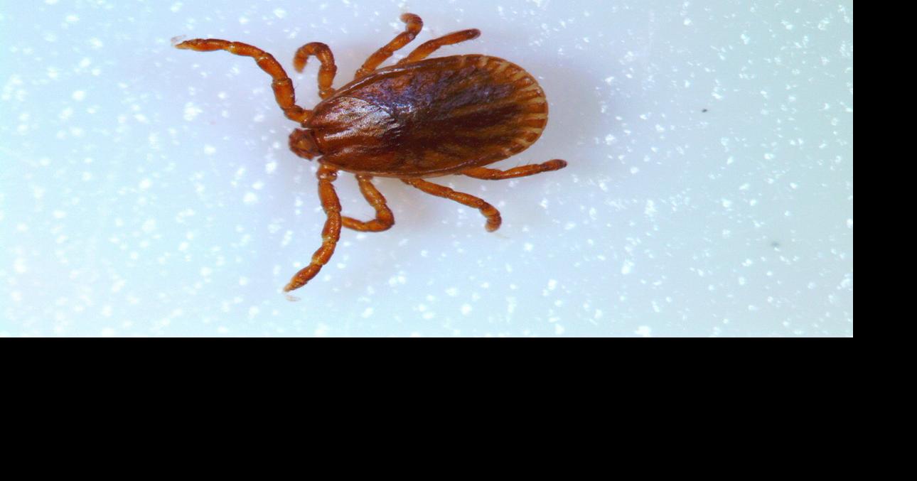 Watch for Asian Longhorned Ticks on Your Livestock | Livestock News ...