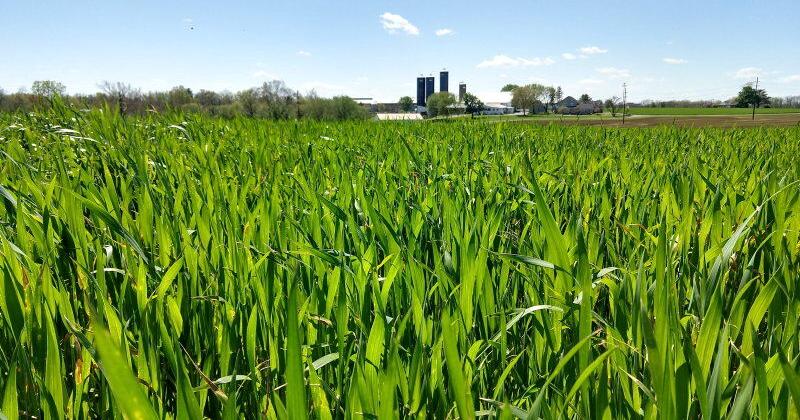 Consider Cutting Back on Cover Crop Rye Seeding Rates | Field Crop News ...
