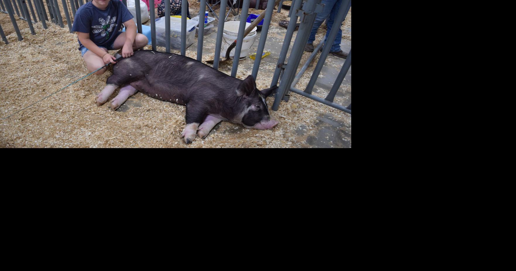 Presenting Pigs With Personality at York State Fair | Farm Shows ...