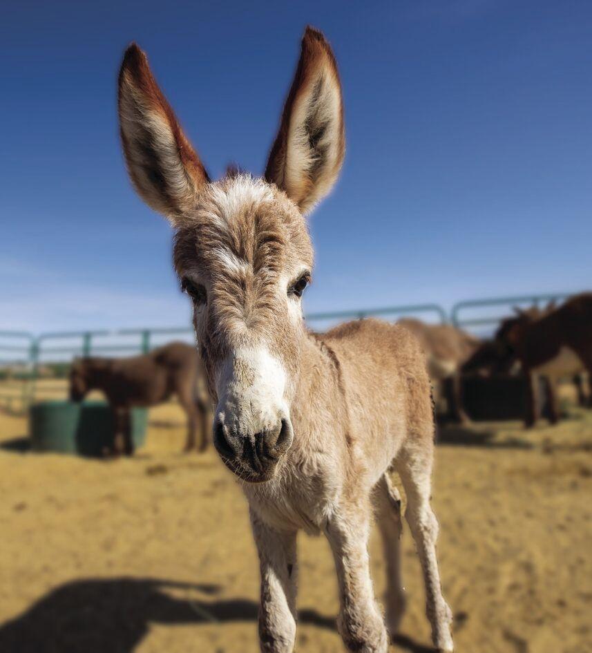 Rescue Me: The Donkeys of Peaceful Valley Are Ready for New Homes ...