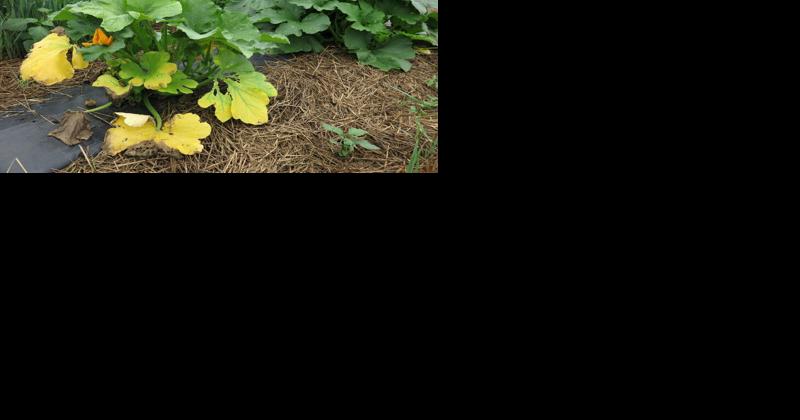 pumpkin vine problems