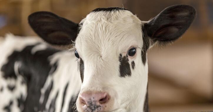 New York Dairy Recovers Stolen Calves After Facebook Appeal | Dairy ...