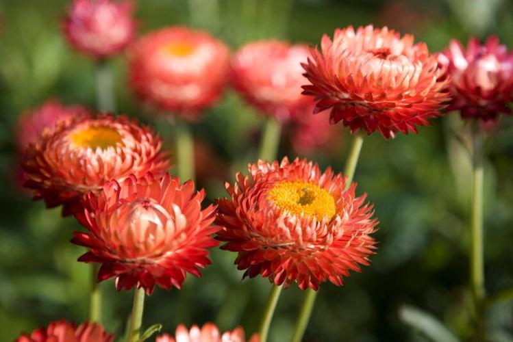 Spice Up Your Fall Decorating: 7 Plant Alternatives to Mums | Gardening ...